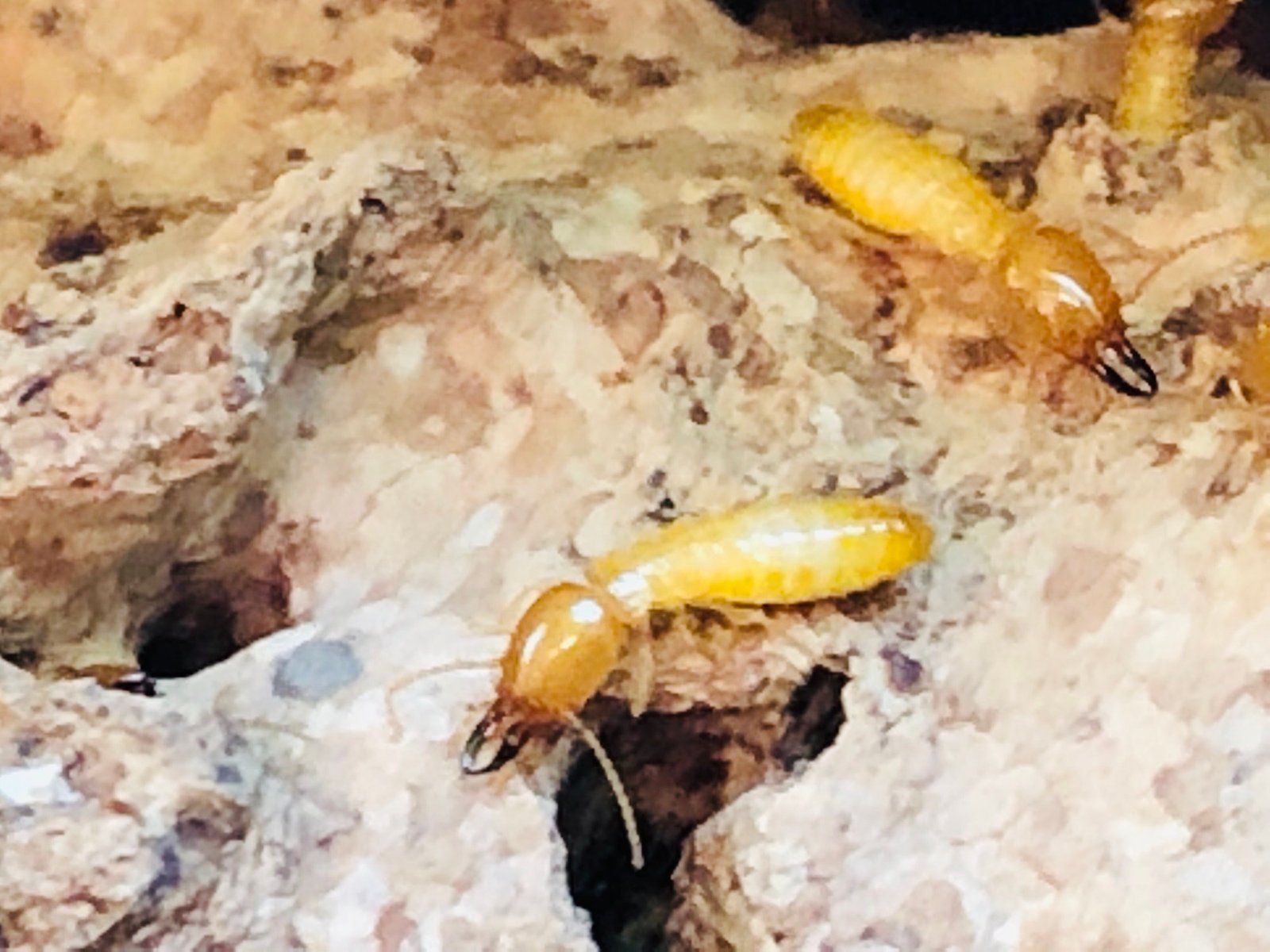TERMITE - Pest Terminator